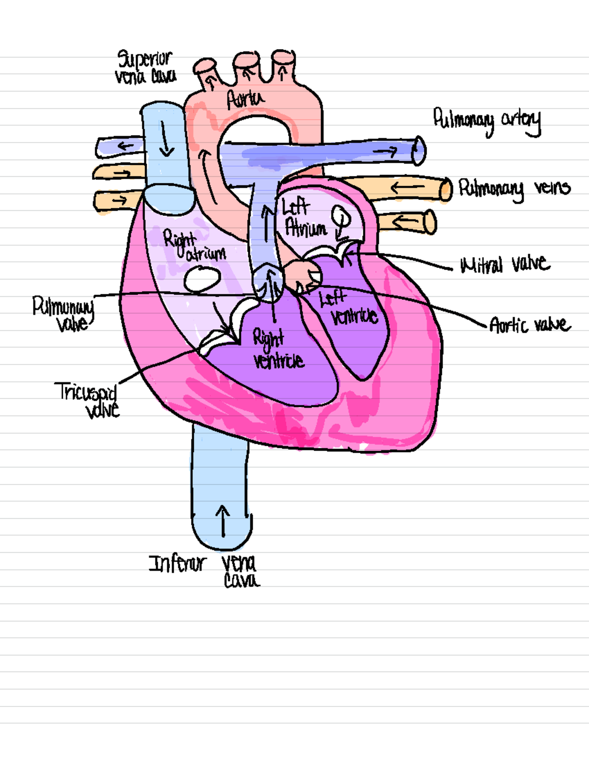 Remediation Cardio - notes - NURS B43 - Superior vena cava Aorta ...