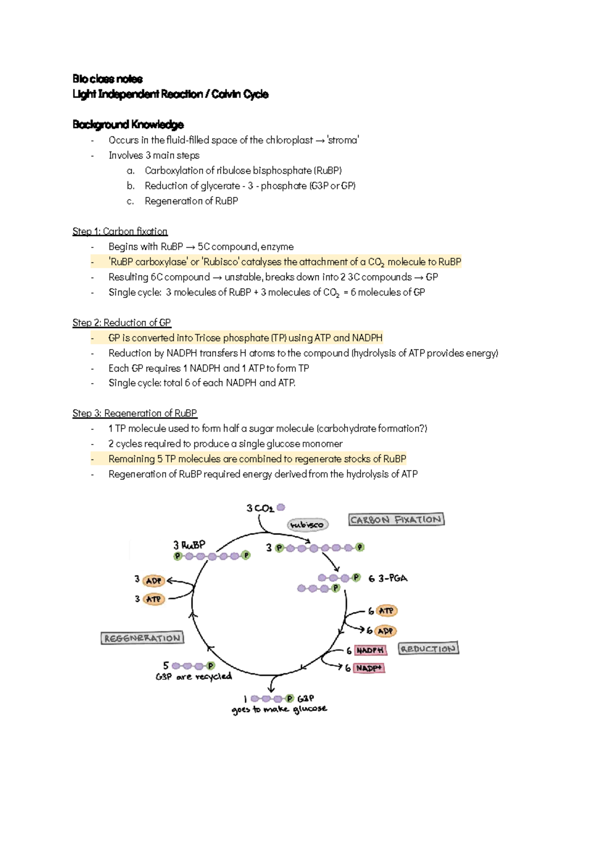 Bio HL - Calvin Cycle Class Notes on Light Independent Reactions - Studocu