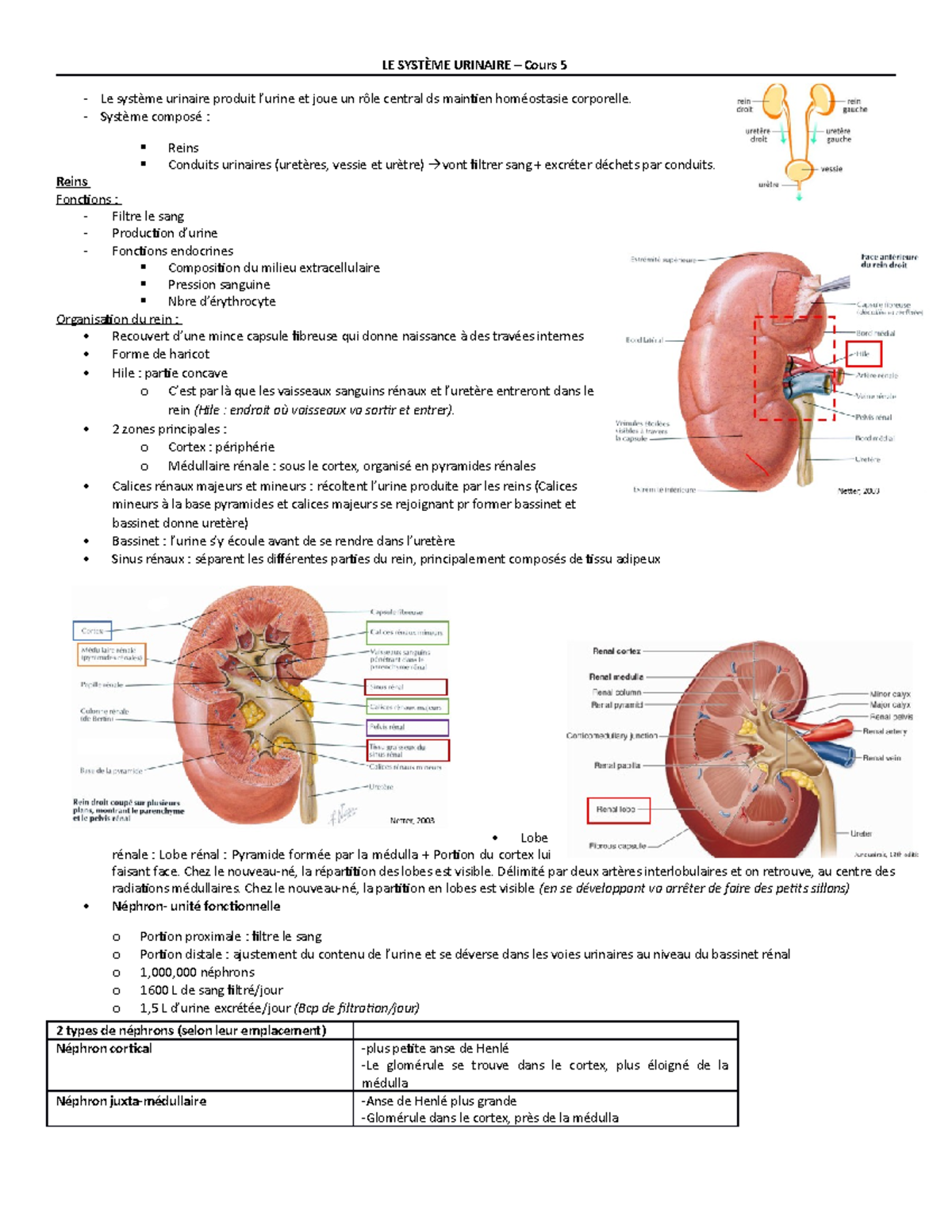 Système Urinaire - Résumés d'Examen 2 en Histoire des Cours 5 - Studocu