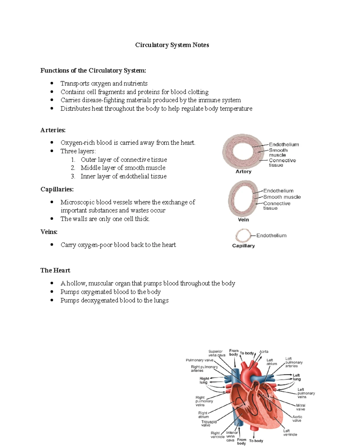 The Circulatory and Respiratory Systems - Notes - Studocu