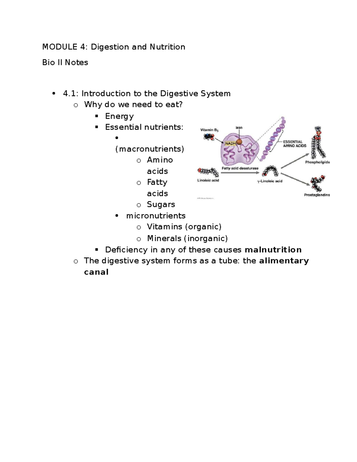 Bio II Module 4: Digestion and Nutrition Lecture Notes - MODULE 4 ...