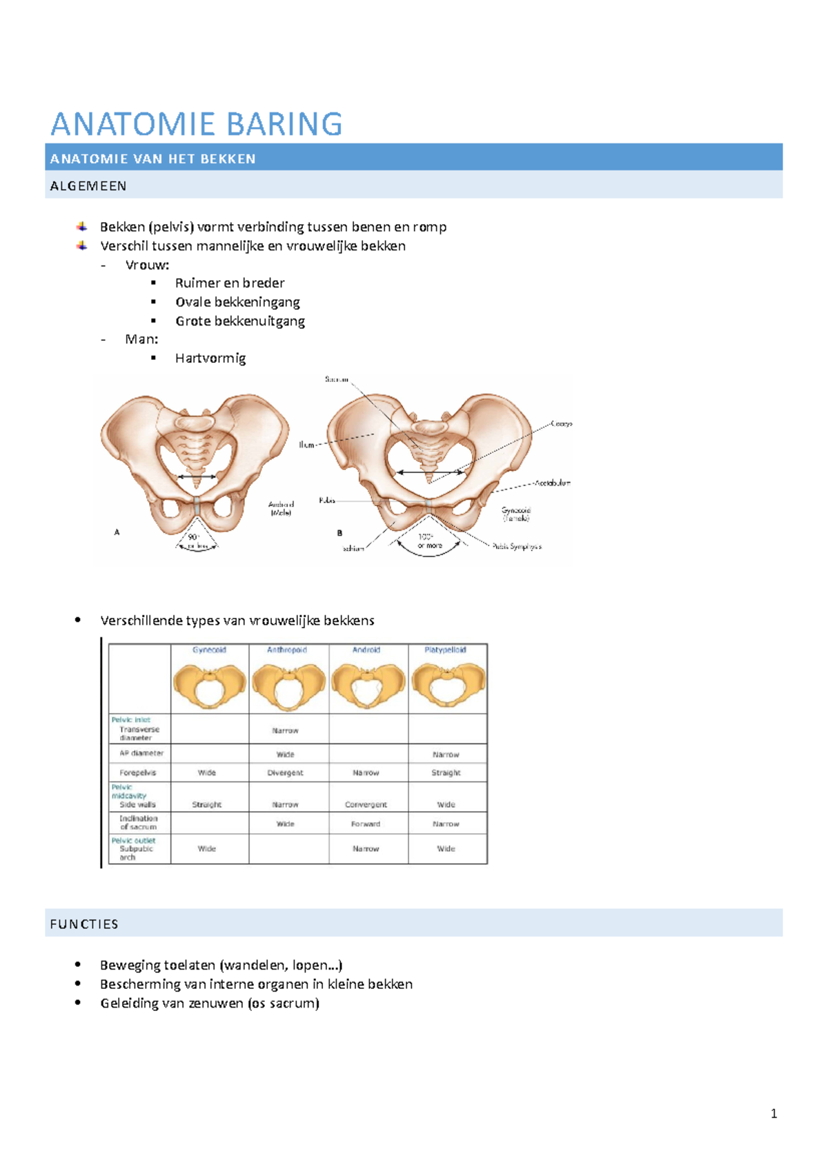 Anatomie Van Het Darmbeen