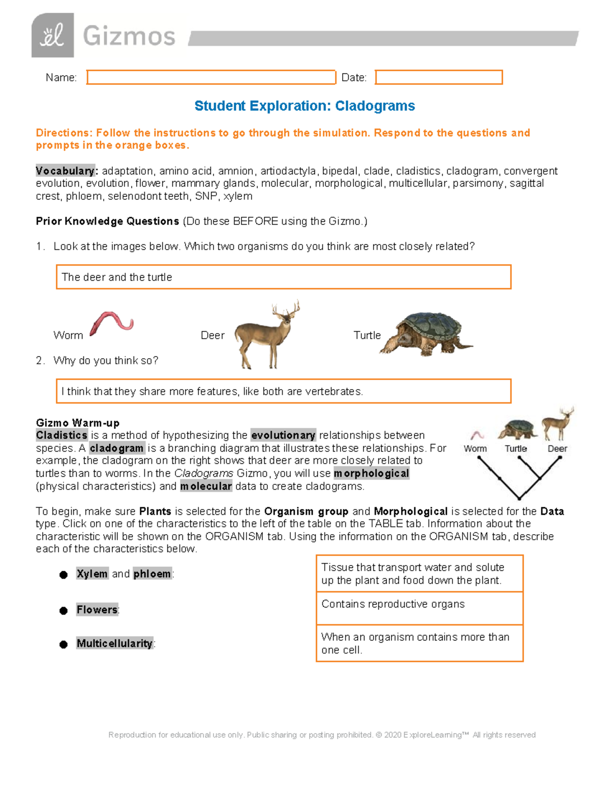 Cladograms SE - Exploring Cladistic Relationships in Organisms - Studocu