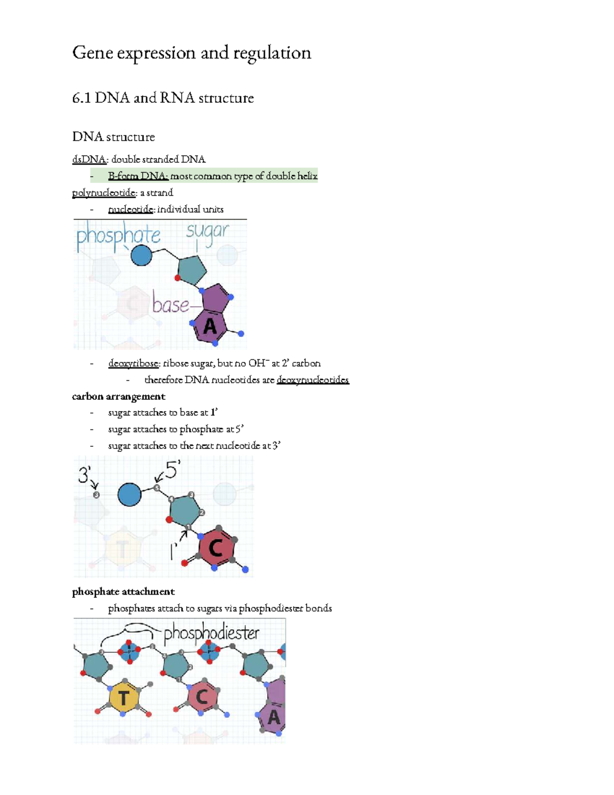 Unit 6 - AP Biology Notes: DNA & RNA Structure and Replication - Studocu