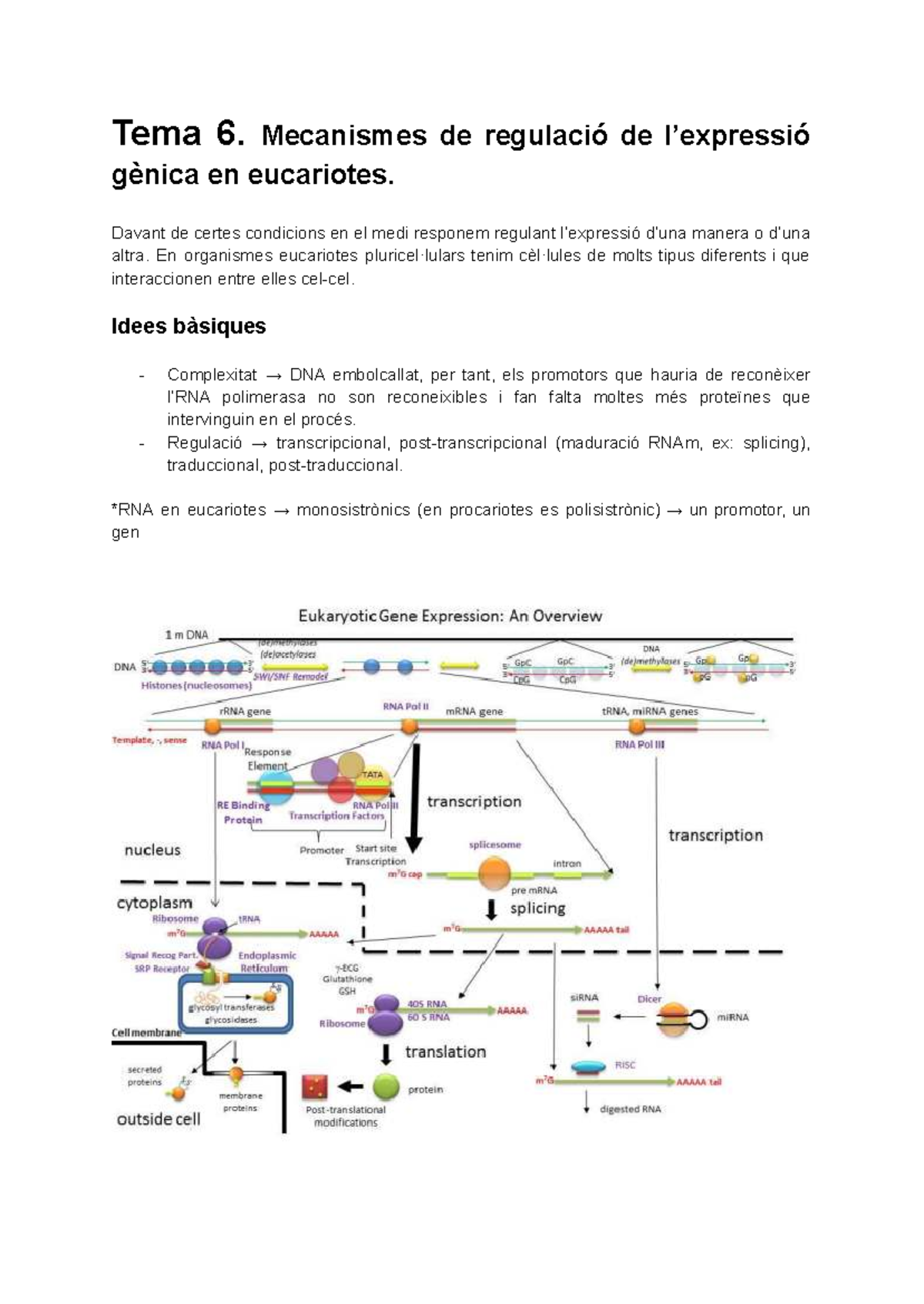 Tema 6: Mecanismes de Regulació de l'Expressió Gènica en Eucariotes ...
