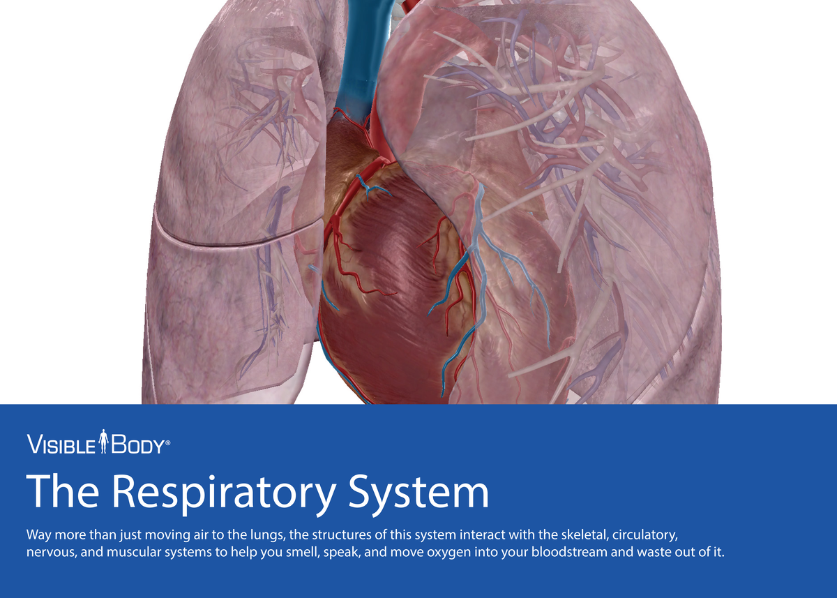 Visible Body: The Respiratory System EBook Overview - Studocu
