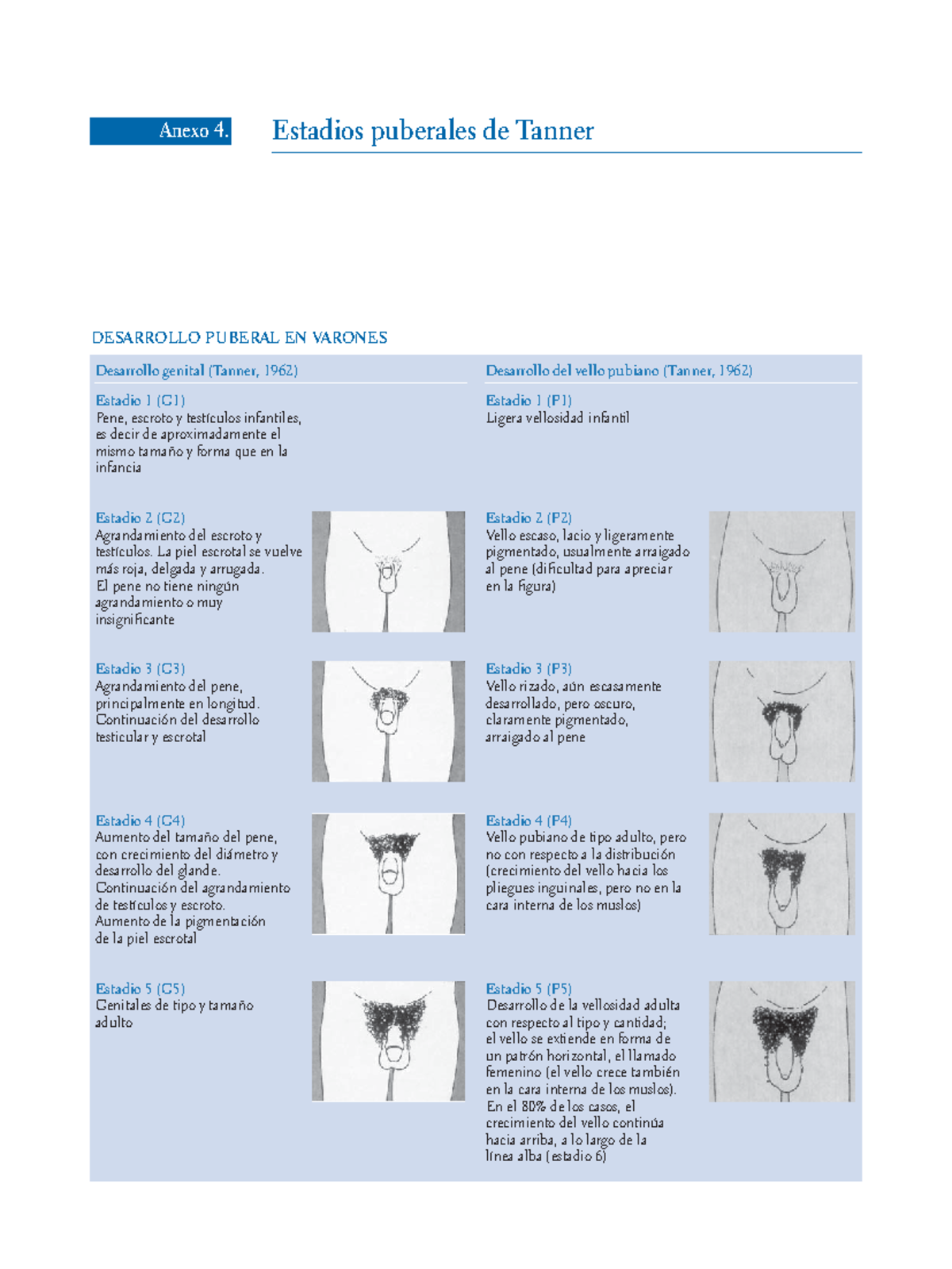 A4 - ESCALA - DESARROLLO PUBERAL EN VARONES Anexo 4. Estadios puberales ...