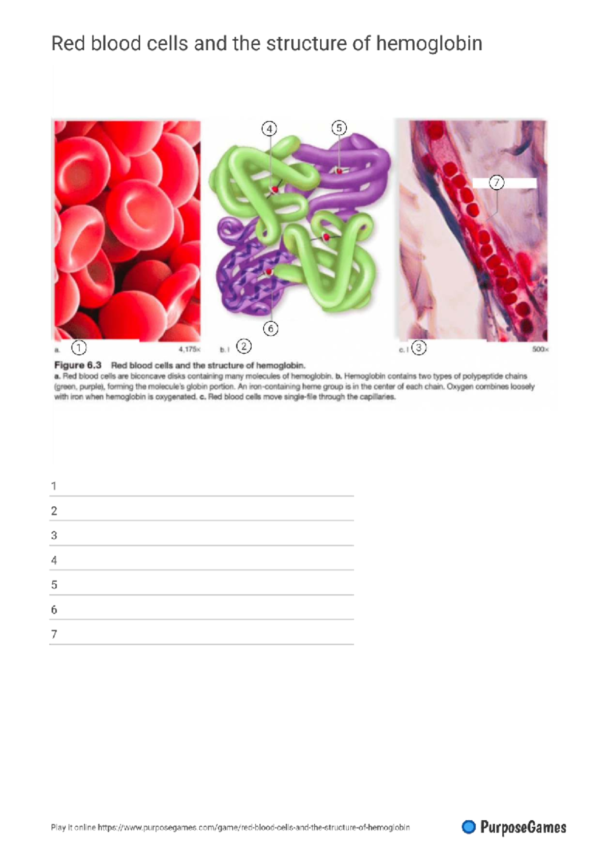 Worksheet on Red Blood Cells & Hemoglobin Structure (Bio 457) - Studocu