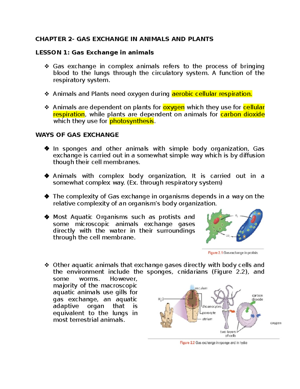 Gas Exchange in Animals and Plants: Lessons on Respiration and Stomata ...