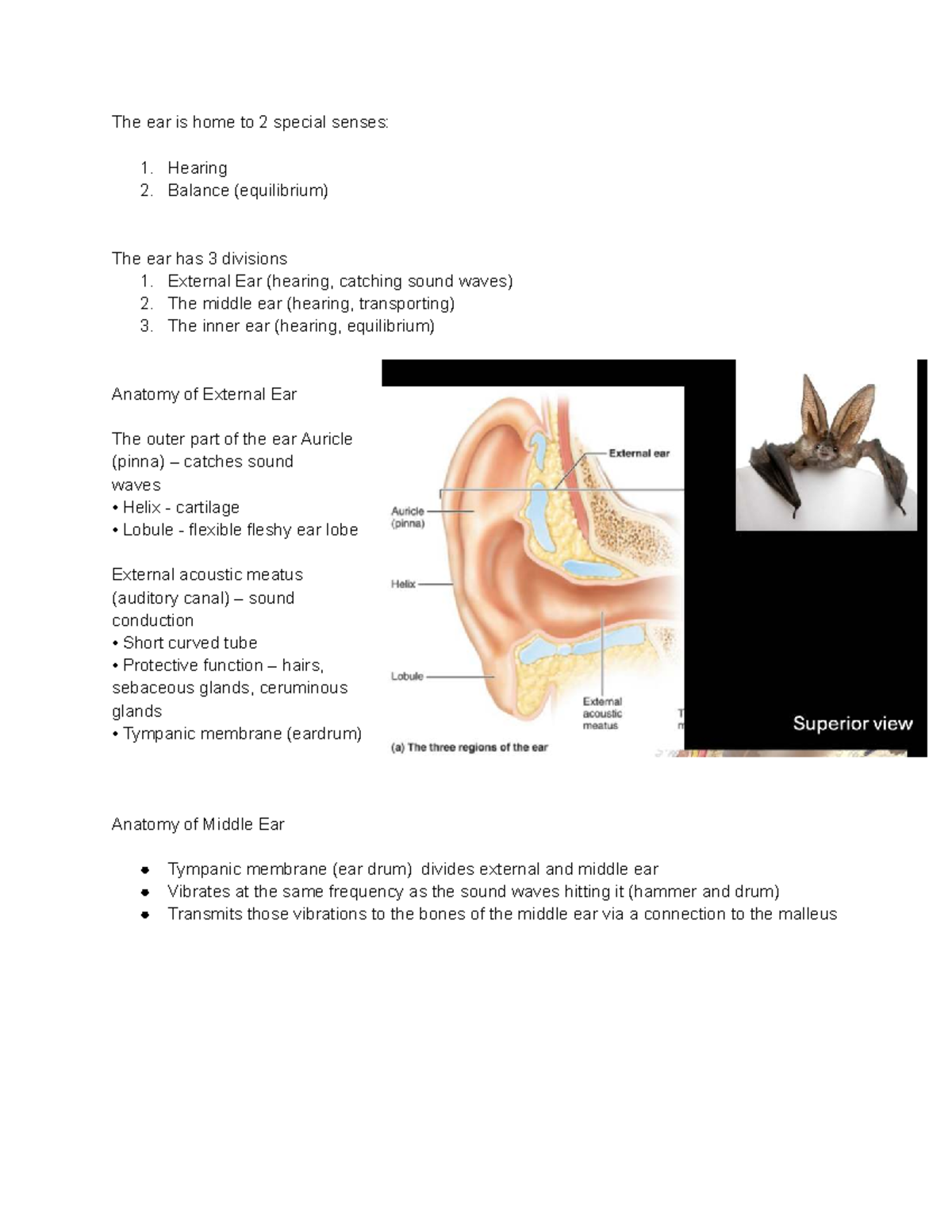 Anatomy and Physiology Notes: Special Senses (Hearing & Balance) - Studocu