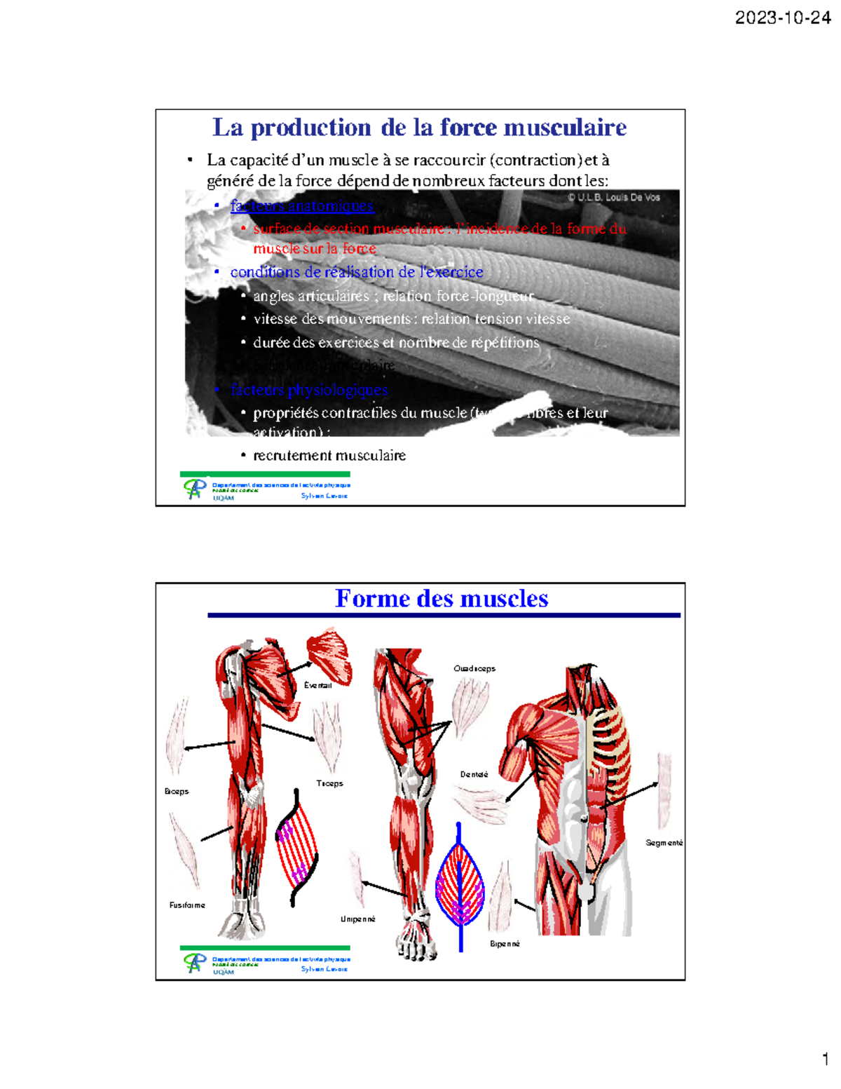 Production de la Force Musculaire : Facteurs et Mécanismes (PHY 101 ...