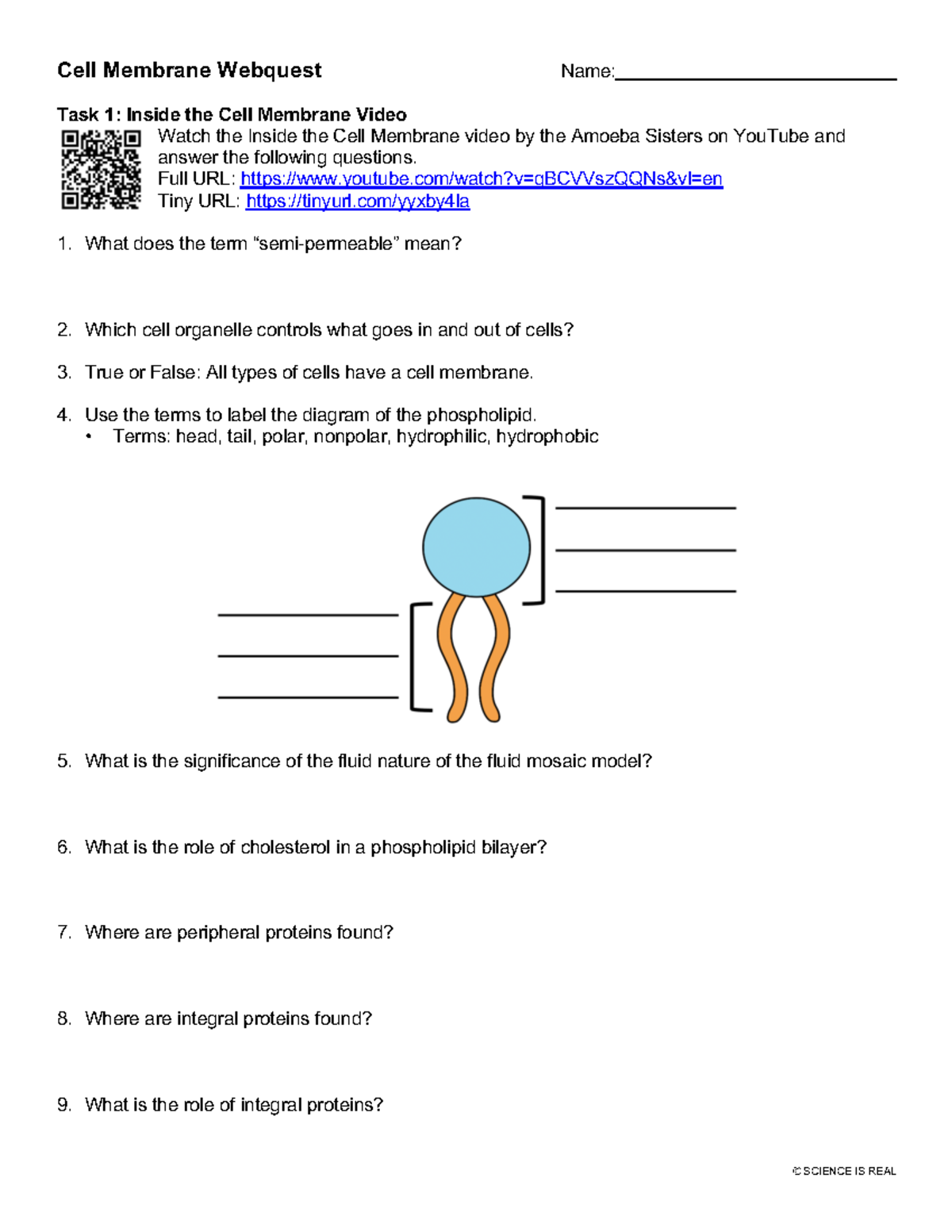 Cell Membrane Webquest: Understanding Structure & Function of Membranes ...