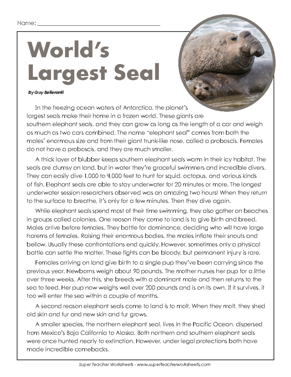 Elephnat seals comprehension - In the freezing ocean waters of ...