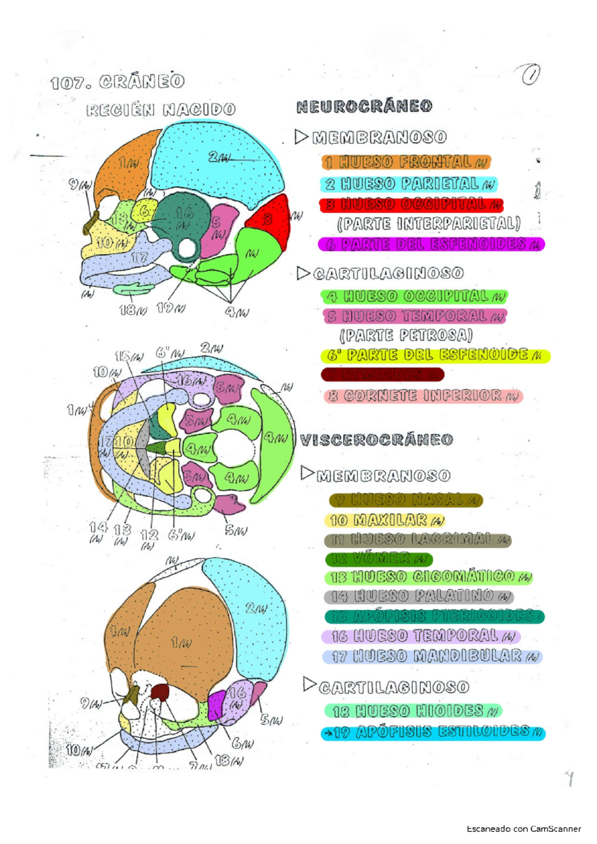 Craneo Embriologia - 107. CRANEO RECIEN NACID 0 NEUROCRANEO MEMBRANOSO ...