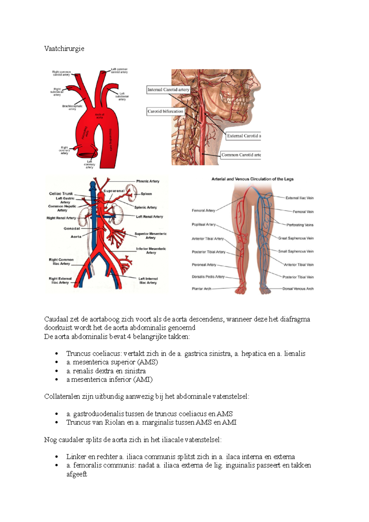Arteria Lienalis Aorta Abdominalis Flashcards | Memorang
