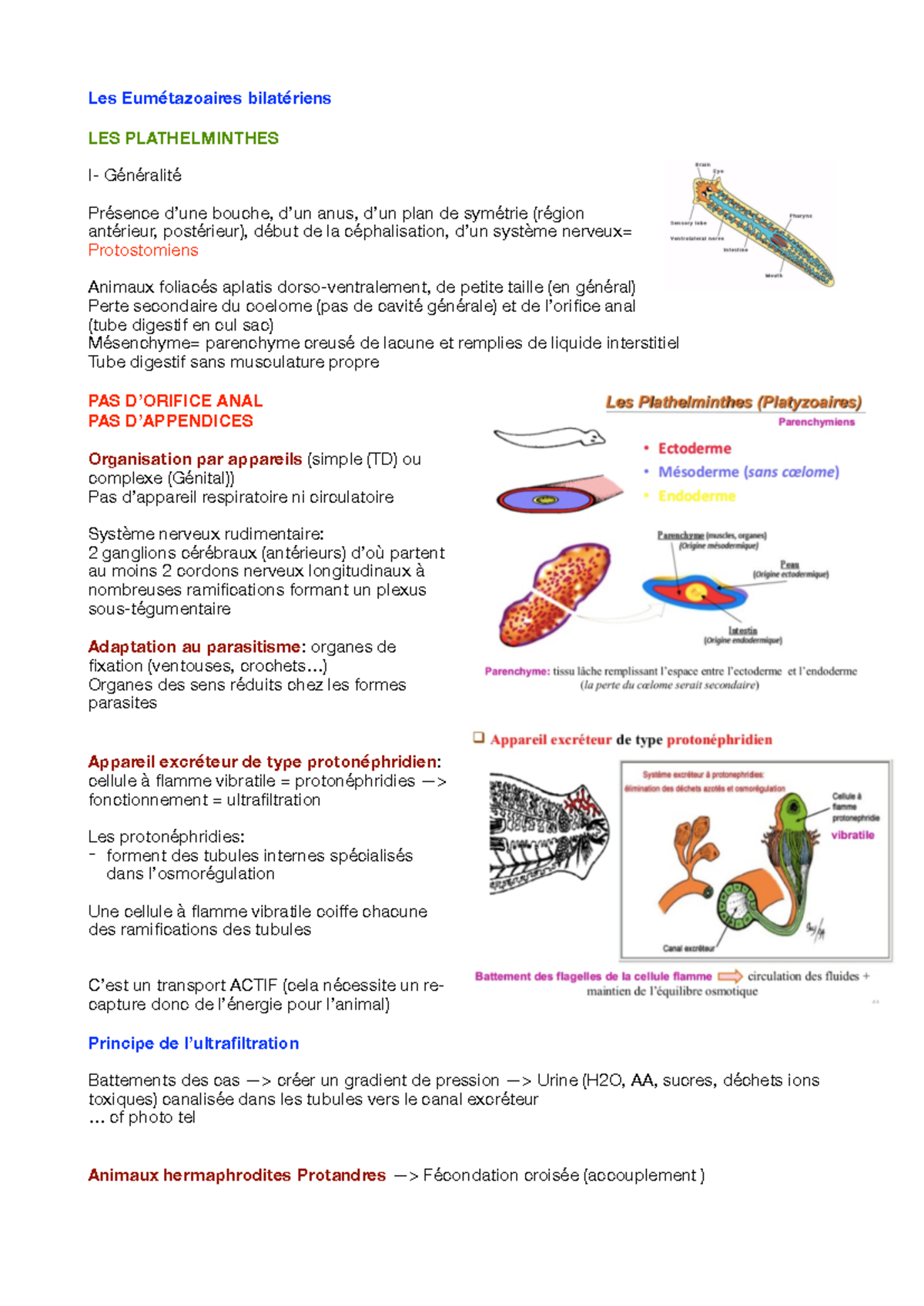 LES Plathelminthes - Notes de cours 7 - Les Eumétazoaires bilatériens ...