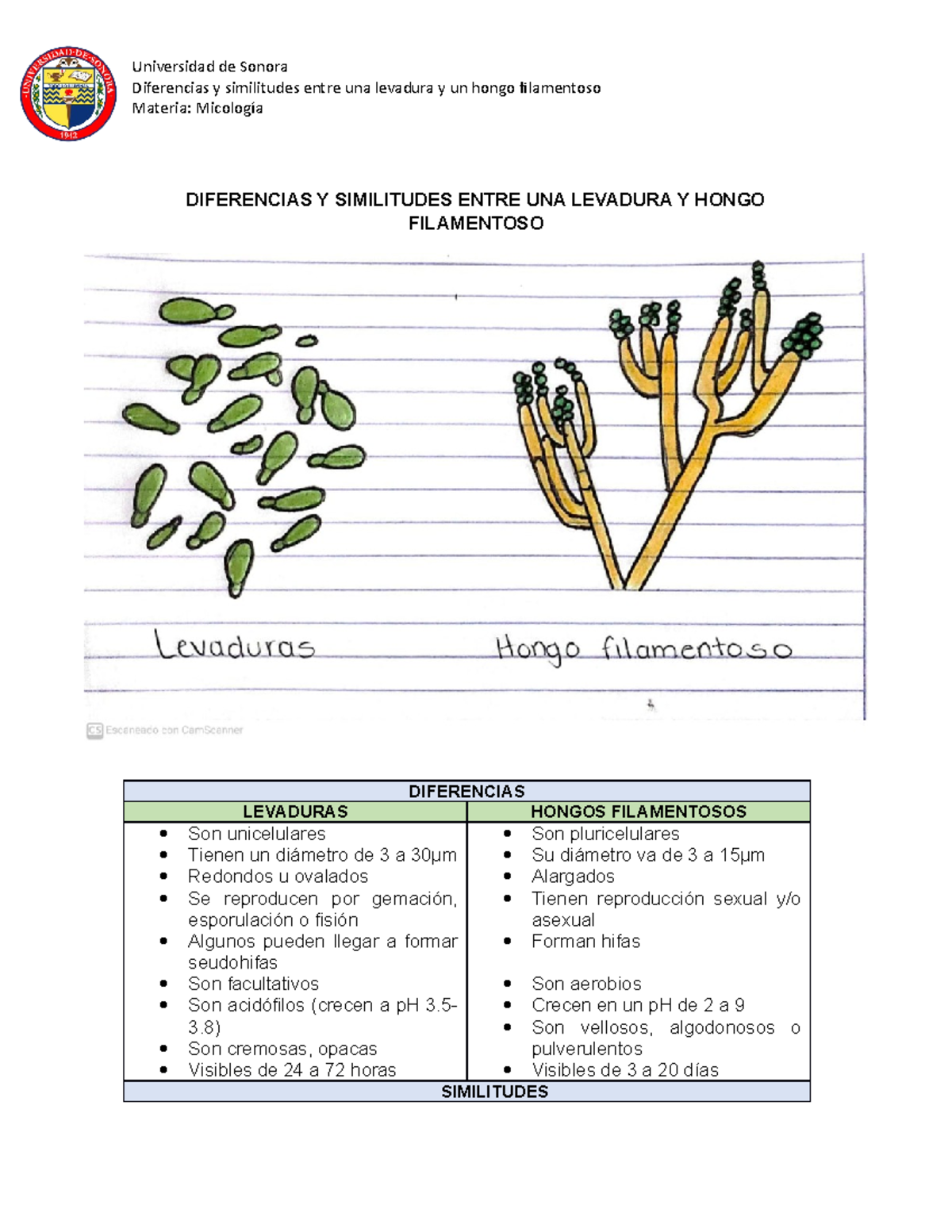 Diferencias y Similitudes Entre Levaduras y Hongos Filamentosos ...