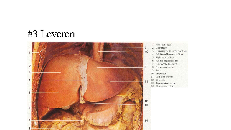 Leveren og Galleveier: Anatomisk Oversikt og Funksjoner (HEP101) - Studocu