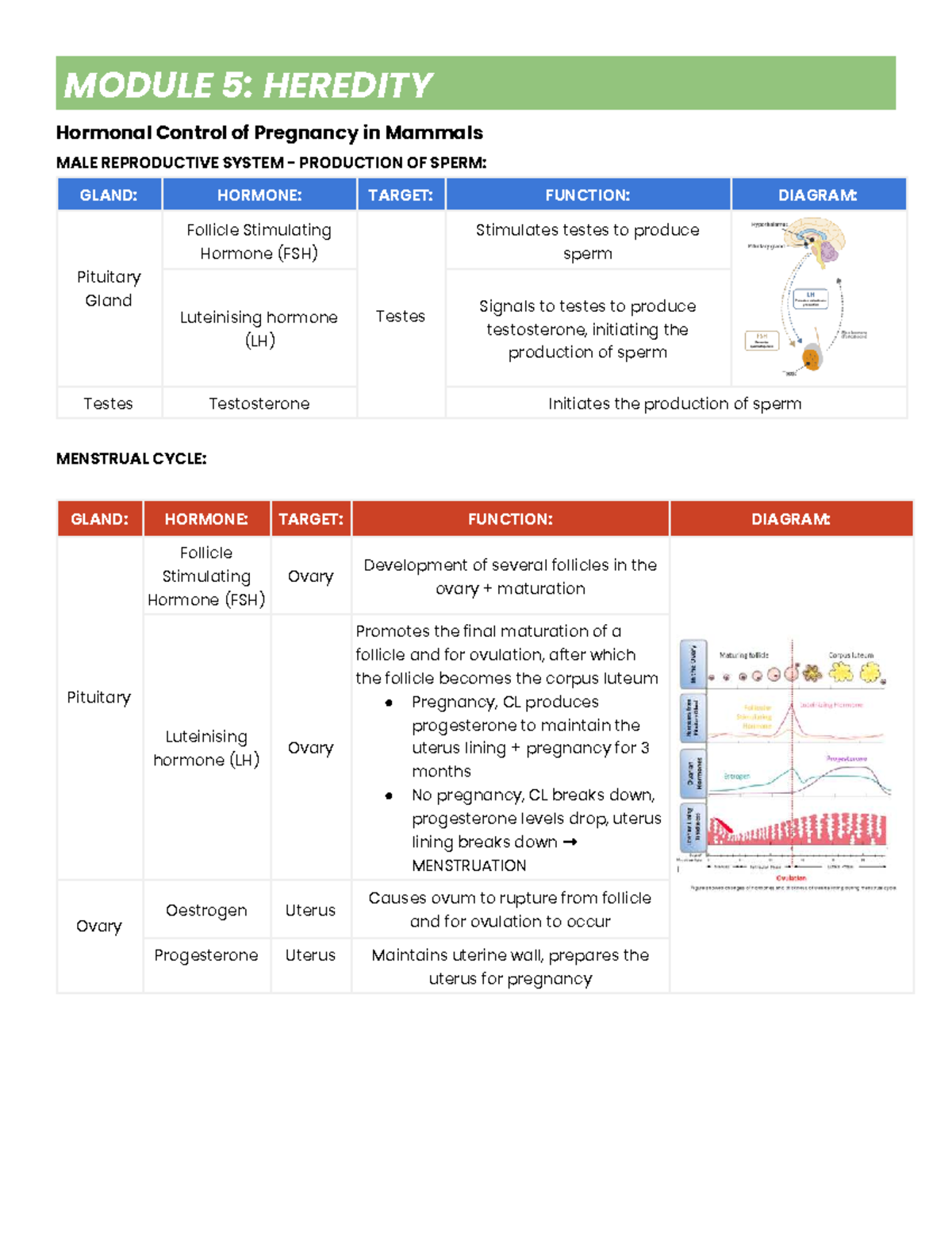 Male, Menstrual and Pregnancy Hormones - MODULE 5: HEREDITY Hormonal ...