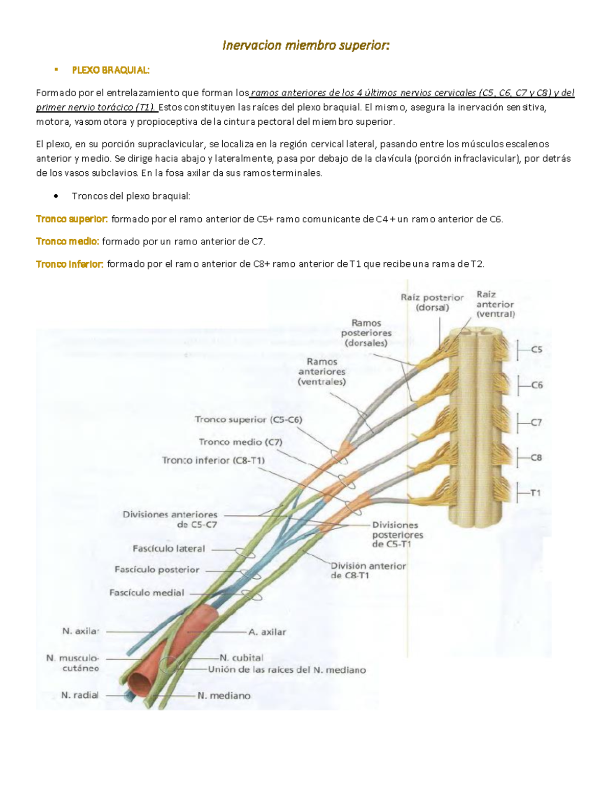 Inervación del Miembro Superior - Anatomía y Funciones (C5-T1) - Studocu