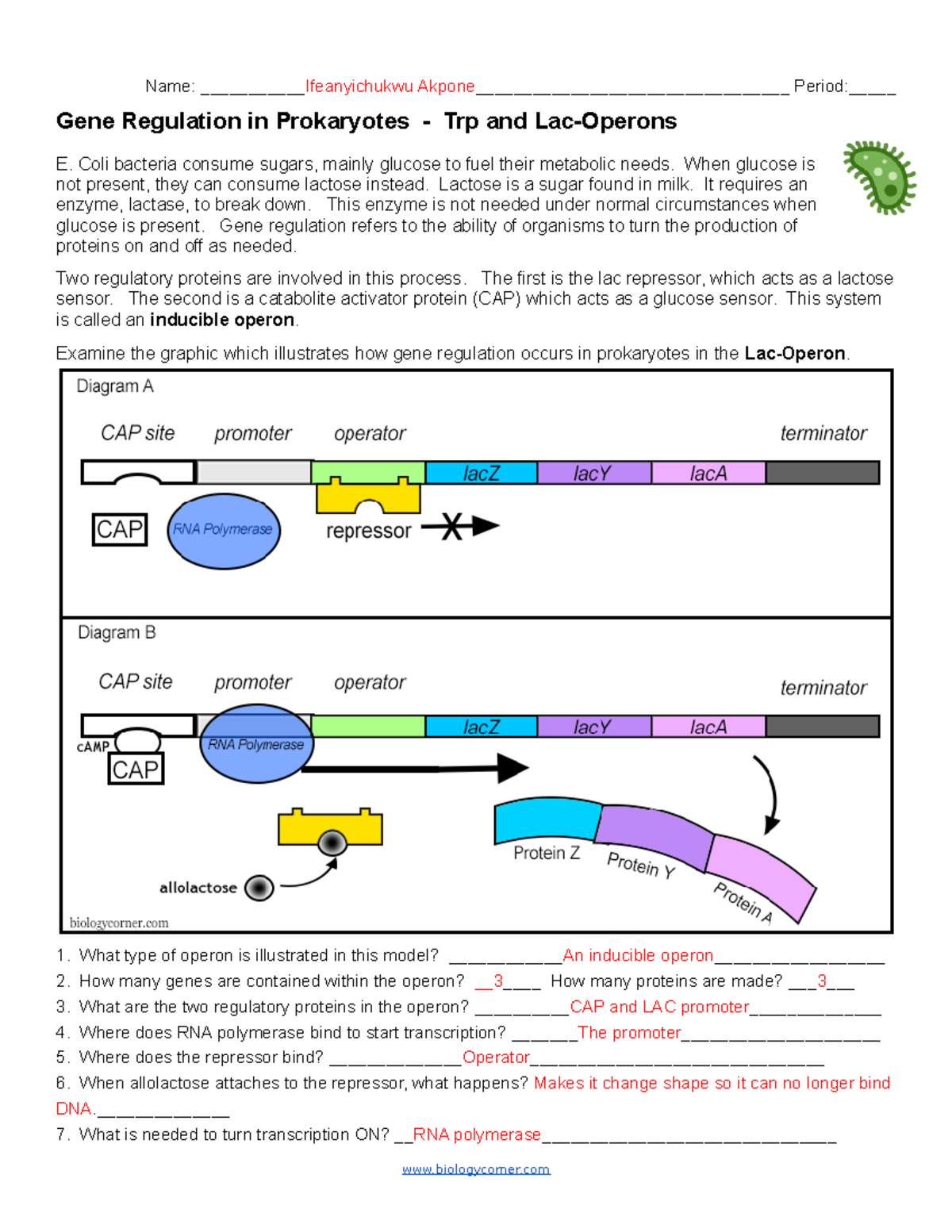Operon Worksheet - Name: Ifeanyichukwu Akpone ...