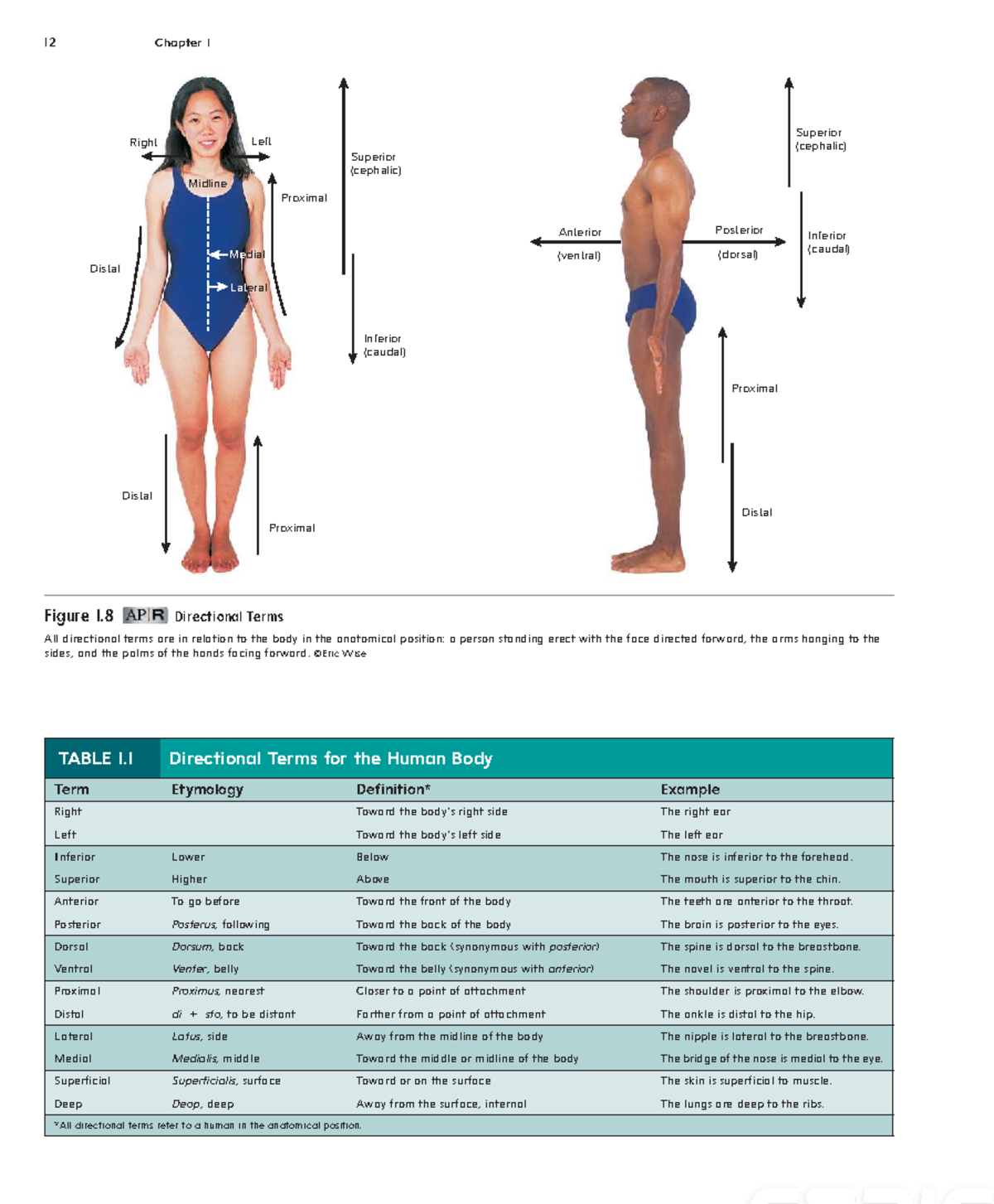 Lesson 3.1 Directional Terms & Body Regions in Anatomy - Studocu