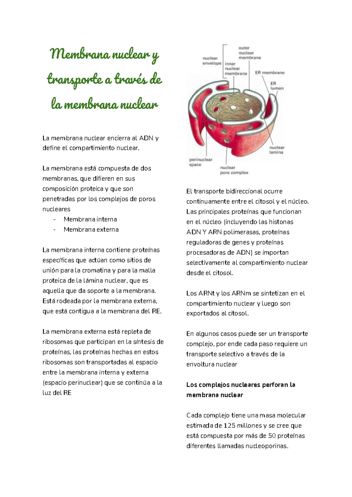 Membrana Nuclear y Transporte: Funciones y Mecanismos - Studocu