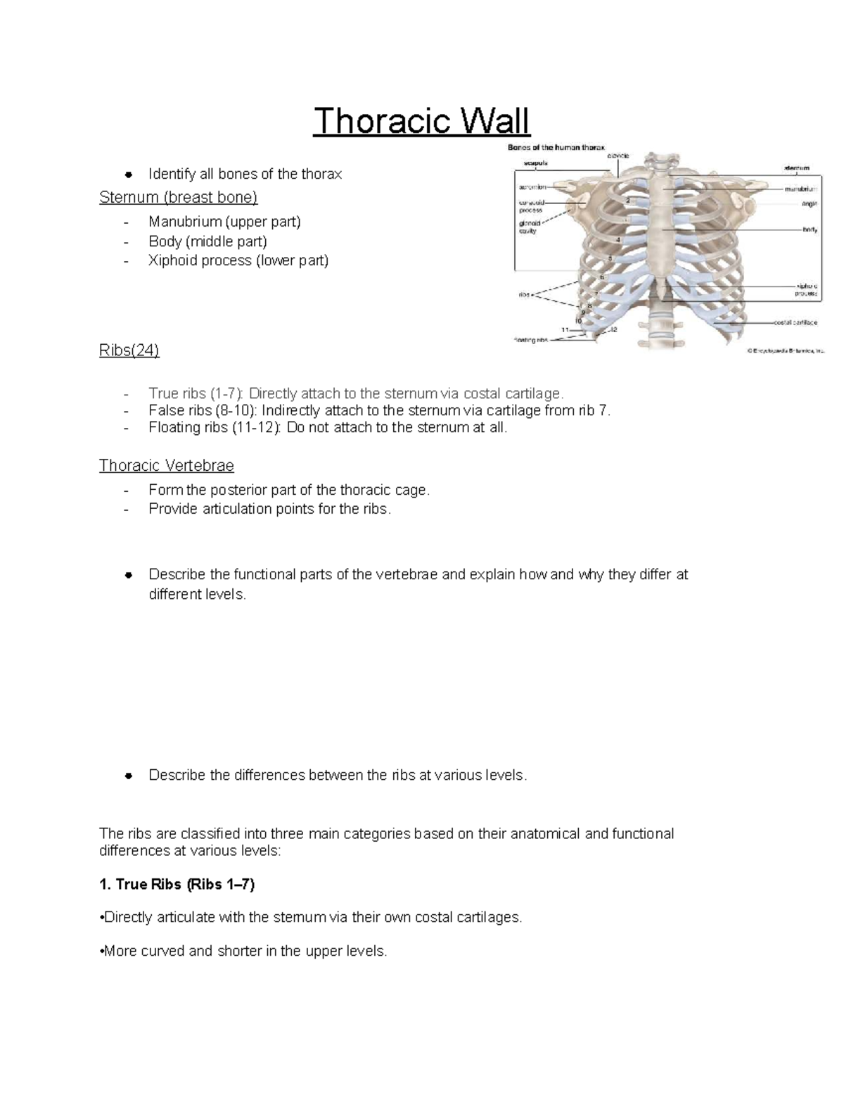 Module 1 - Thoracic Wall: Anatomy and Function of Thoracic Bones - Studocu