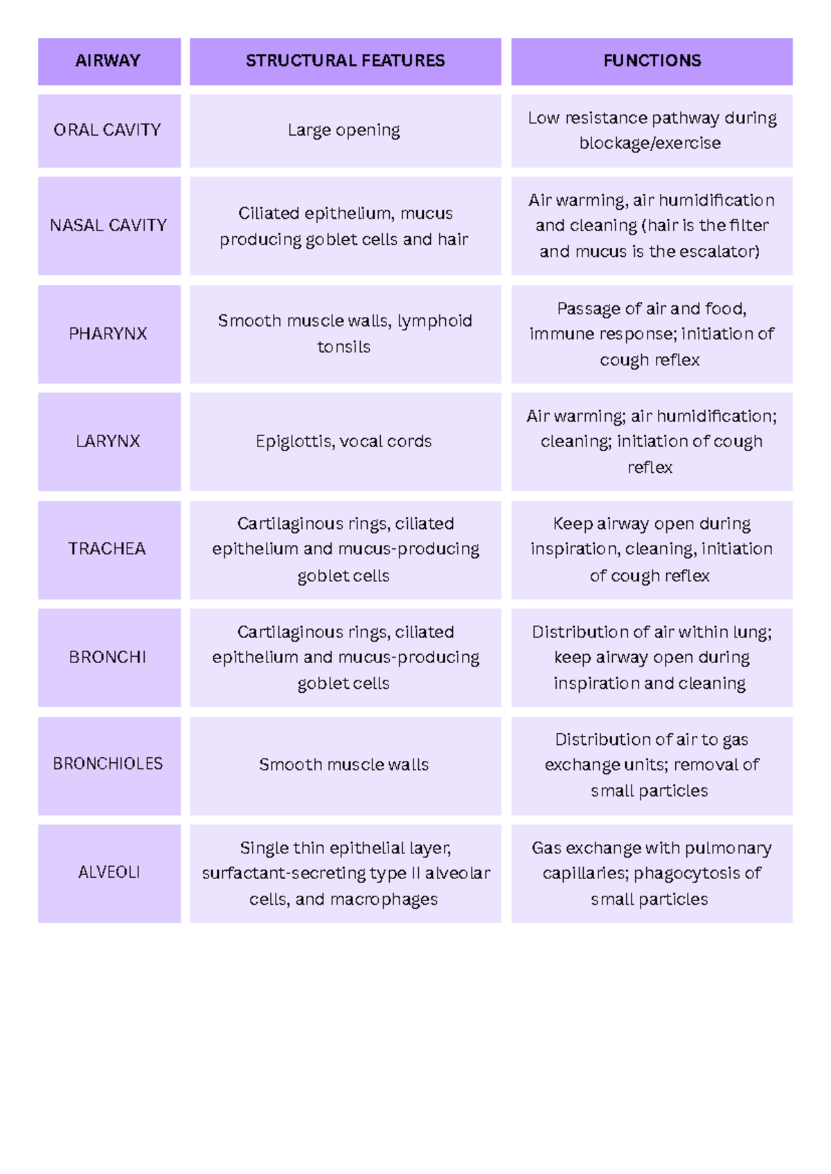 Airways Structure and Function: Key Features and Roles - Studocu