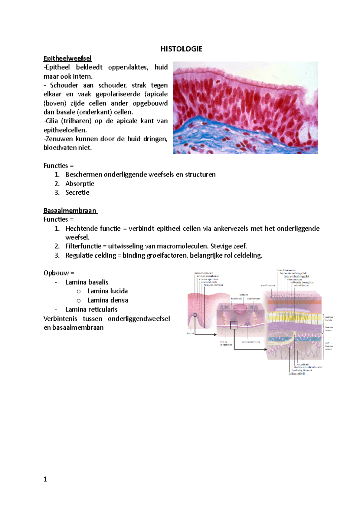 Keratinocyten Histologie Fibroepithelioma (Pinkus Tumor)