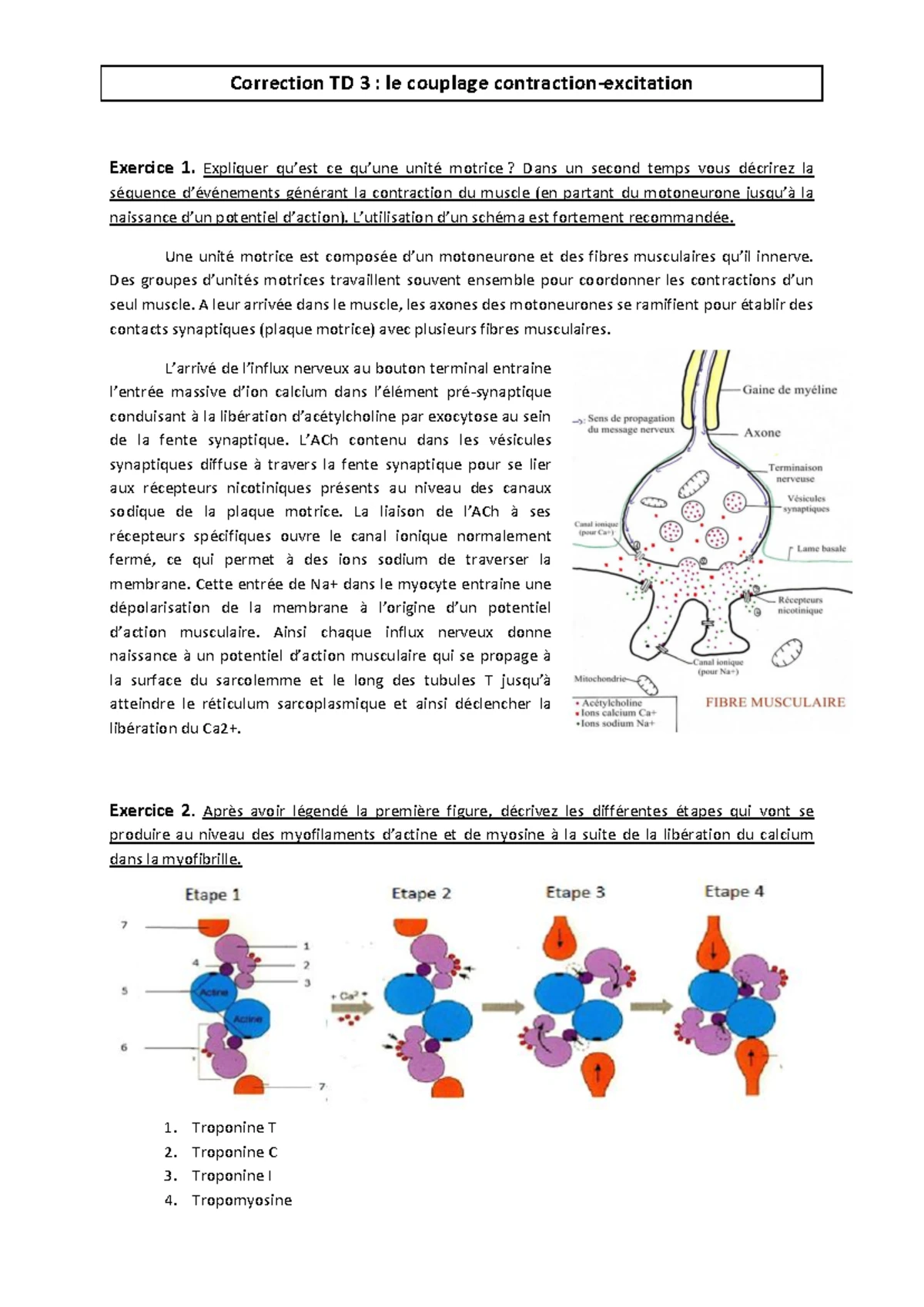 Chapitre - Muscles du Bassin - Muscles du Bassin Ressource : - - Studocu