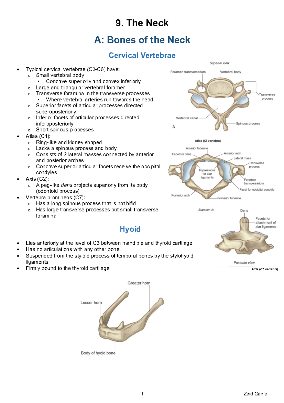 9. The Neck: Anatomy of Cervical Structures and Fascia - Studocu