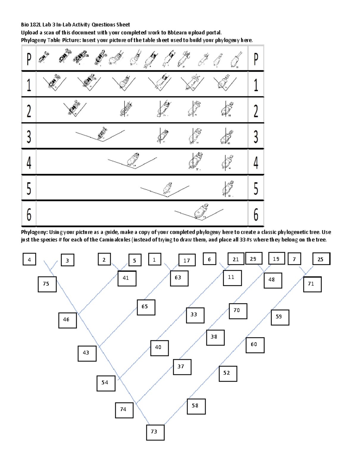 Bio 182L Lab 3 Phylogeny Activity Questions and Tree Creation - Studocu