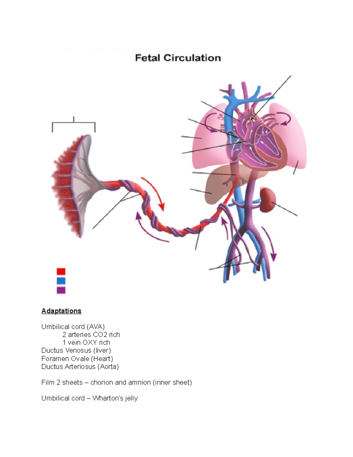 Fetal Circulation Dioagram - 461 - Adaptations Umbilical cord (AVA) 2 ...