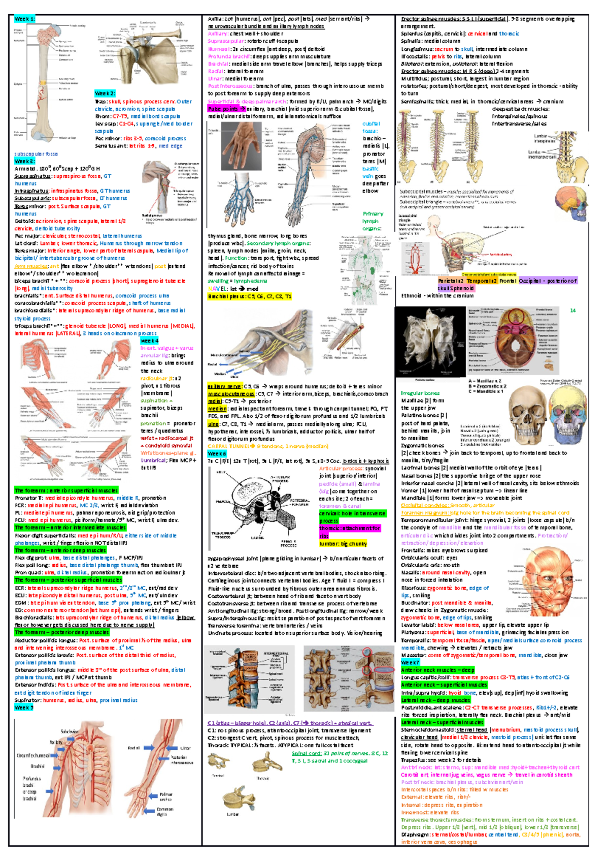 Anatomy cheat sheet - Week 1: Week 2: Trap: skull, spinous process cerv ...