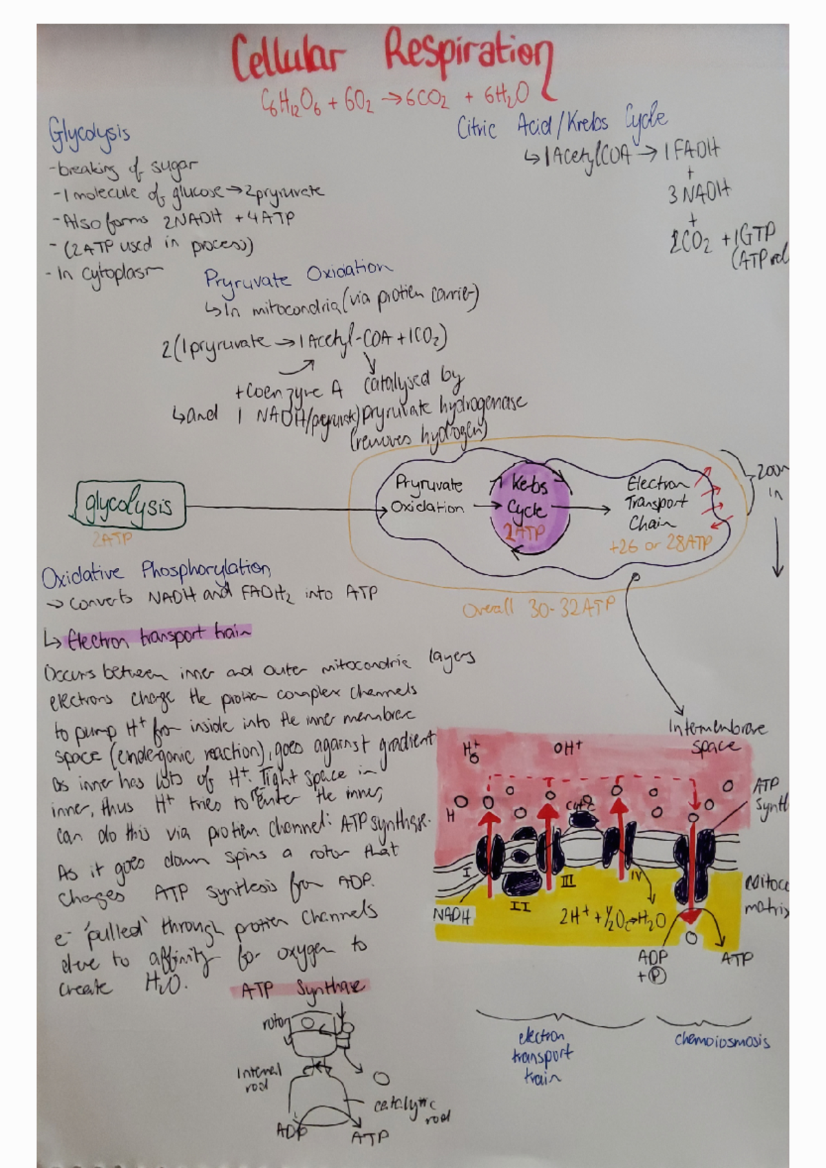 Cellular Respiration Lecture Notes: Glycolysis & Krebs Cycle Explained ...