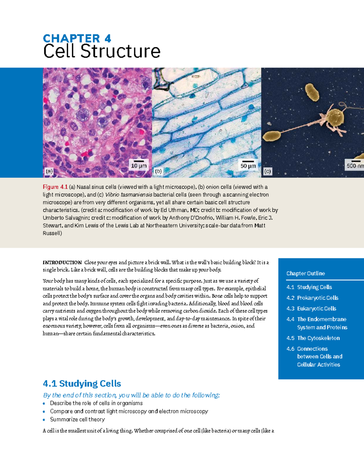 CHAPTER 4: Cell Structure and Function (BIO101) - Studocu