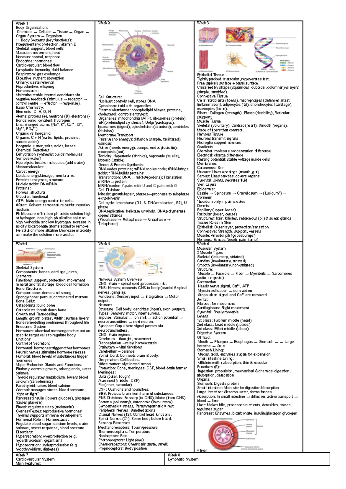 Human Bioscience - Exam Aid: Body Systems Overview and Key Concepts ...