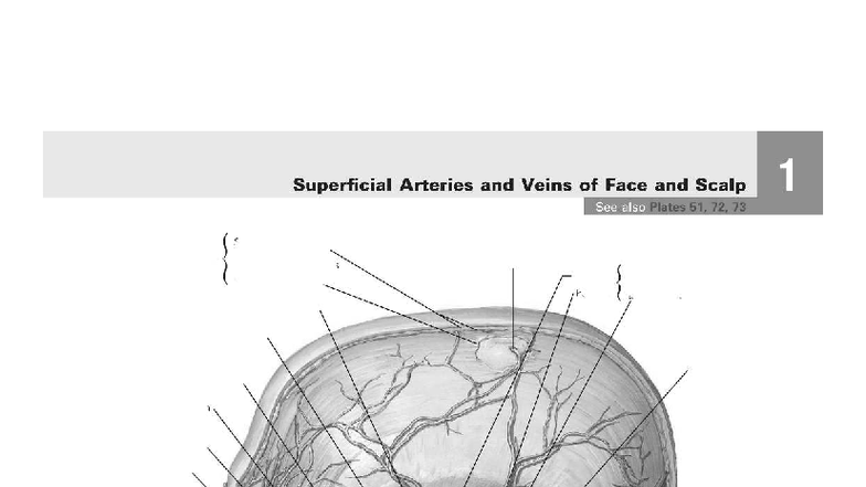 Superficial Arteries and Veins of Face and Scalp - 6.Netter Notes - Studocu