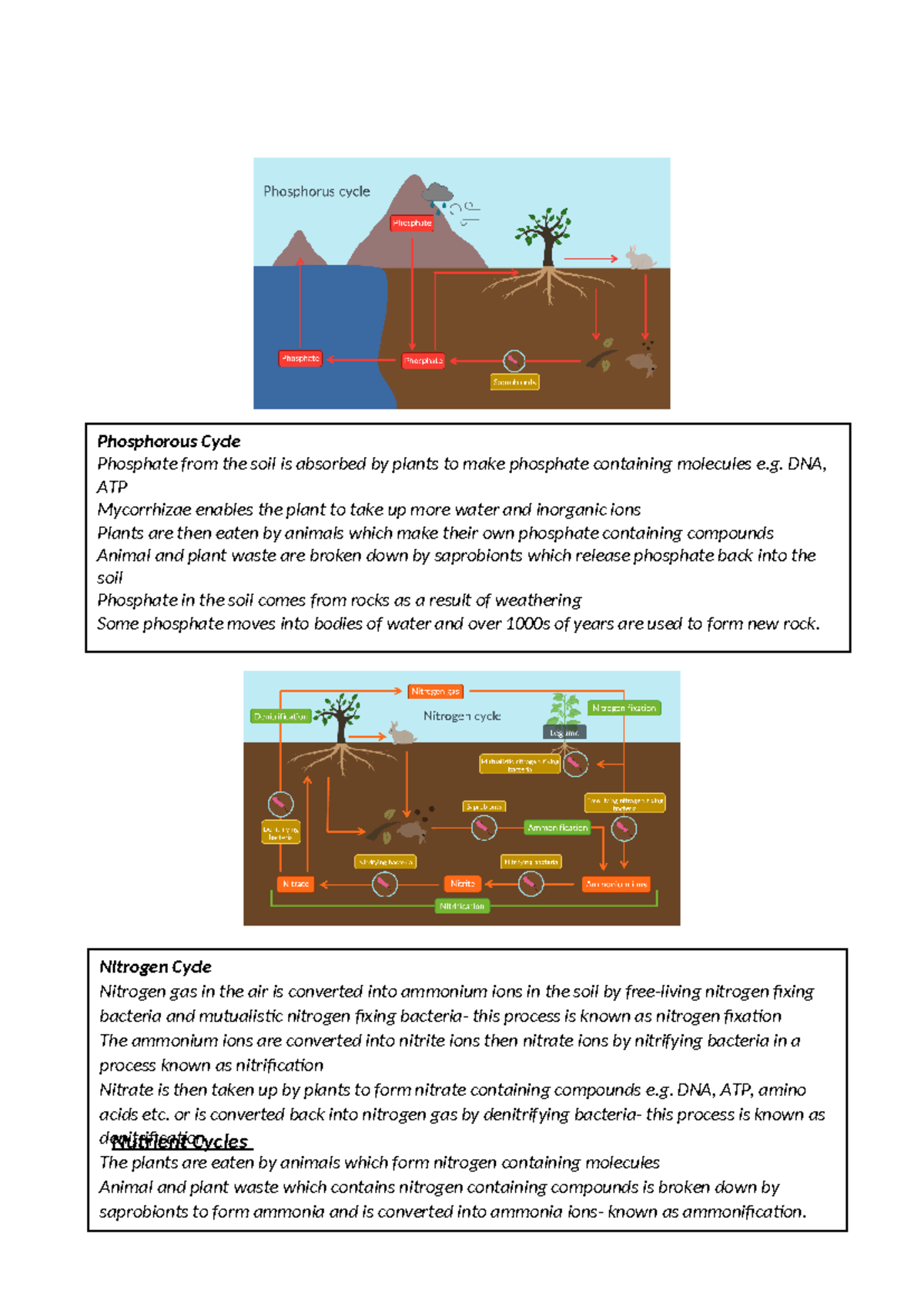 Nutrient Cycles: Nitrogen & Phosphorus Overview (Bio 101 Chapter Notes ...