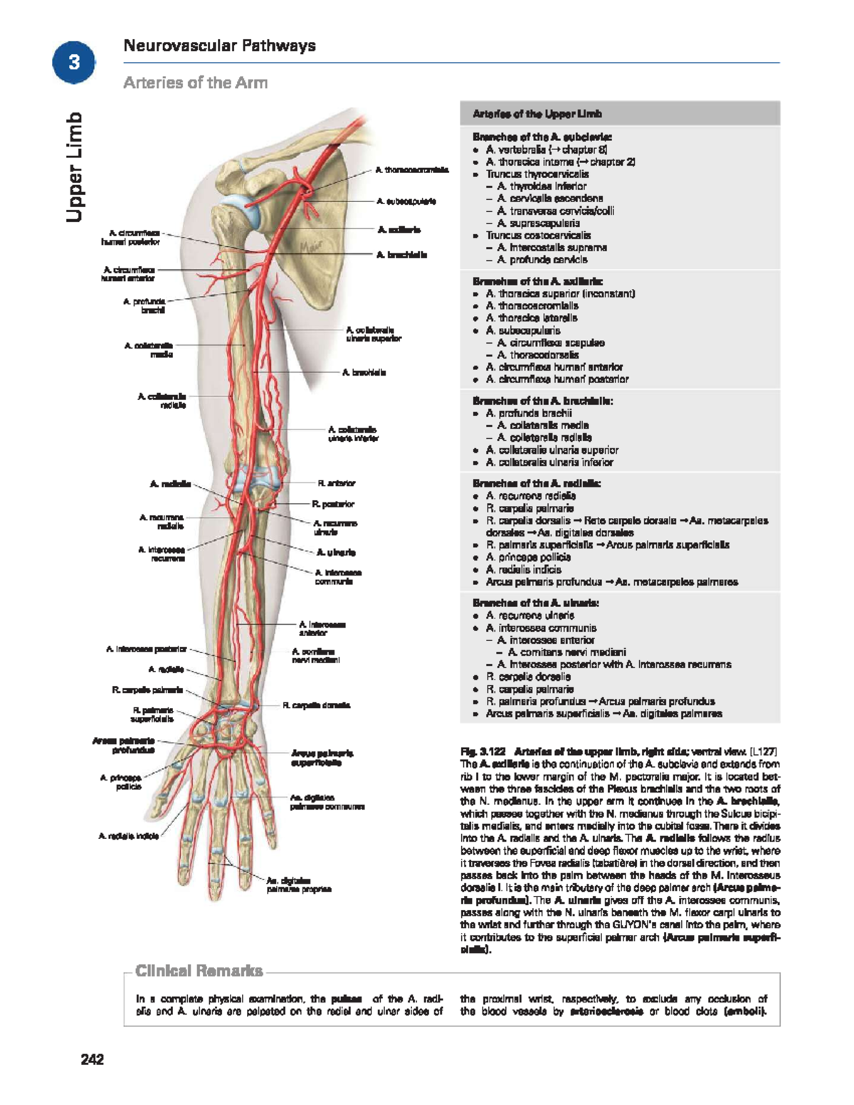 Neurovascular Pathways: Arteries of the Upper Limb (Plexus Brachial ...