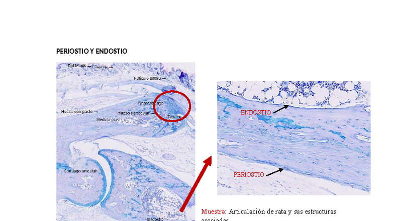 Periostio y Endostio: Estructuras y Funciones en Tejido Óseo - Studocu