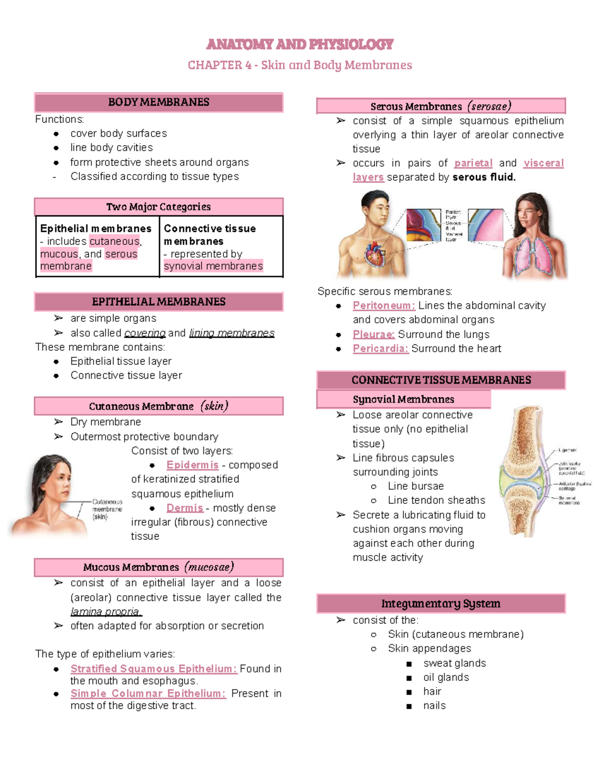 ANATOMY AND PHYSIOLOGY CHAPTER 4: Skin and Body Membranes Overview ...