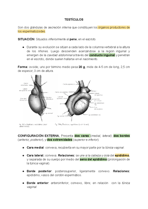 IrrigacióN Anatomia II - Arco vascular de Drummond y de Riolano En ...