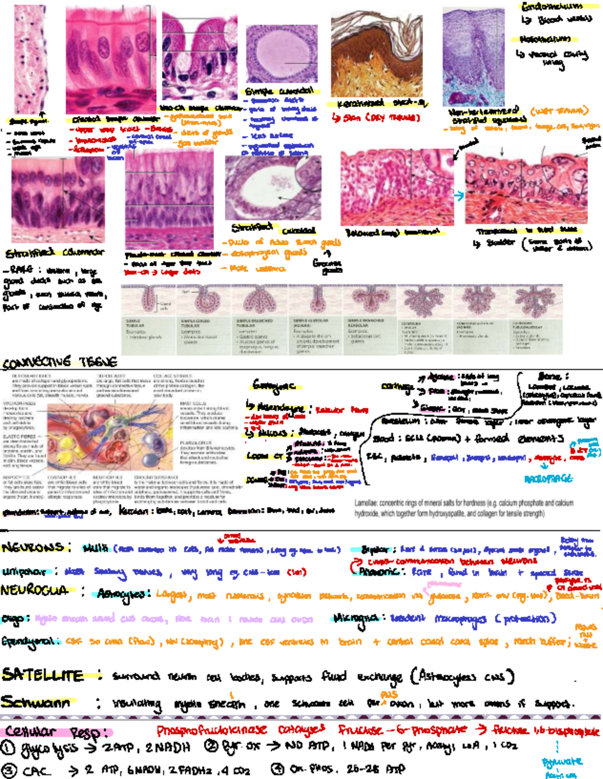 Biosci Cheat Sheet: Endothelium, Connective Tissue, and Neurons ...