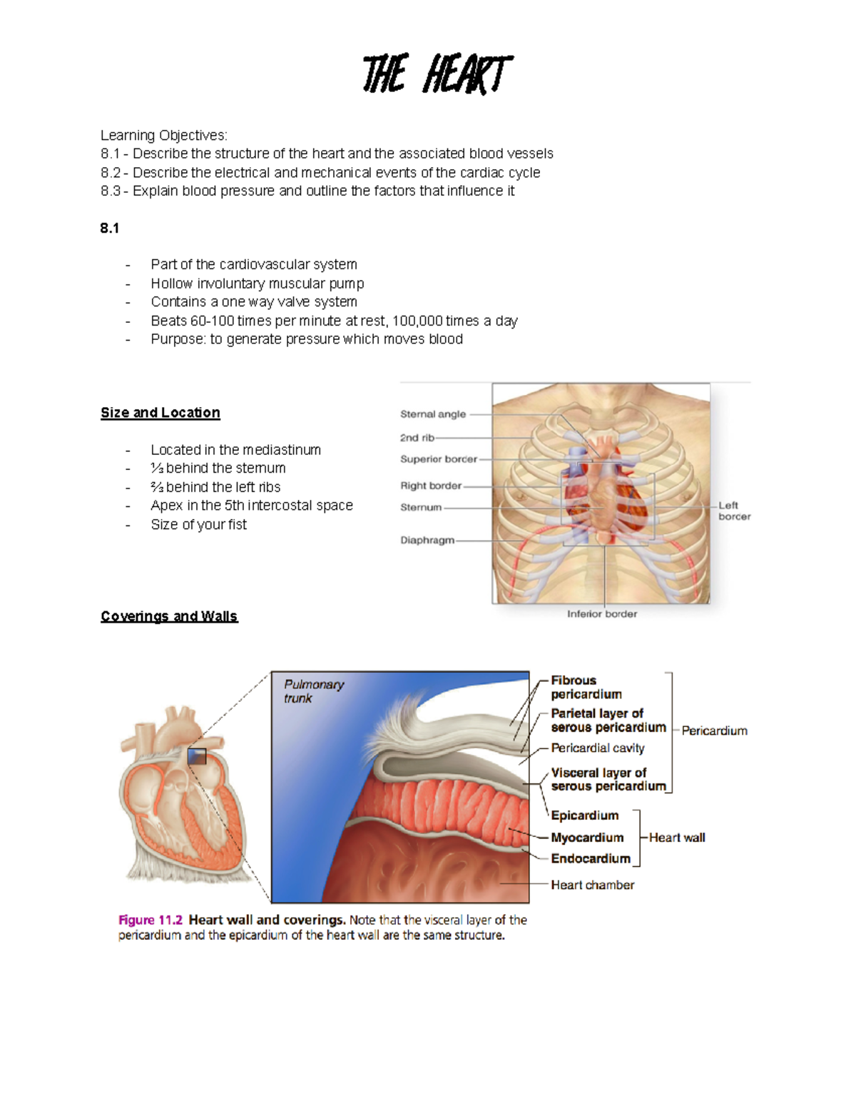 Human Anatomy & Physiology 1: Week 6 - The Heart Overview - Studocu