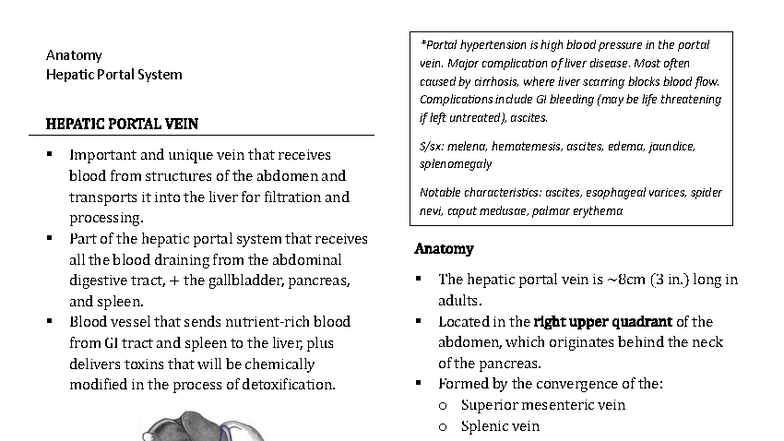 Anatomy HEP 101: Comprehensive Study of the Hepatic Portal System - Studocu