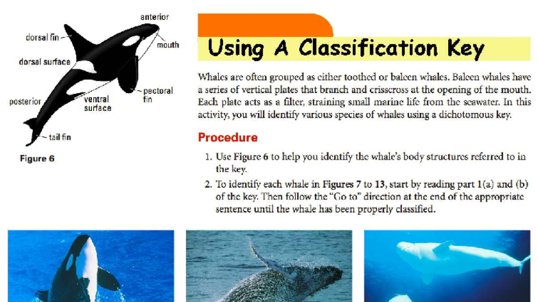 Whale Identification Using a Classification Key (BIO 101) - Studocu