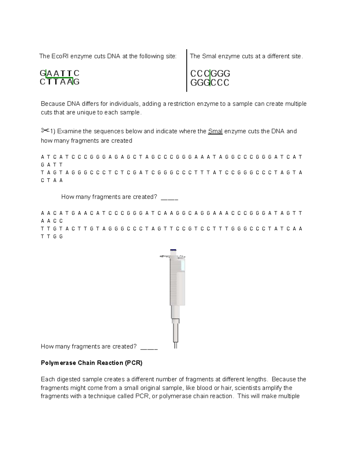 PCR 2 - Polymerase Chain Reaction Worksheet on EcoRI & Smal Enzymes ...