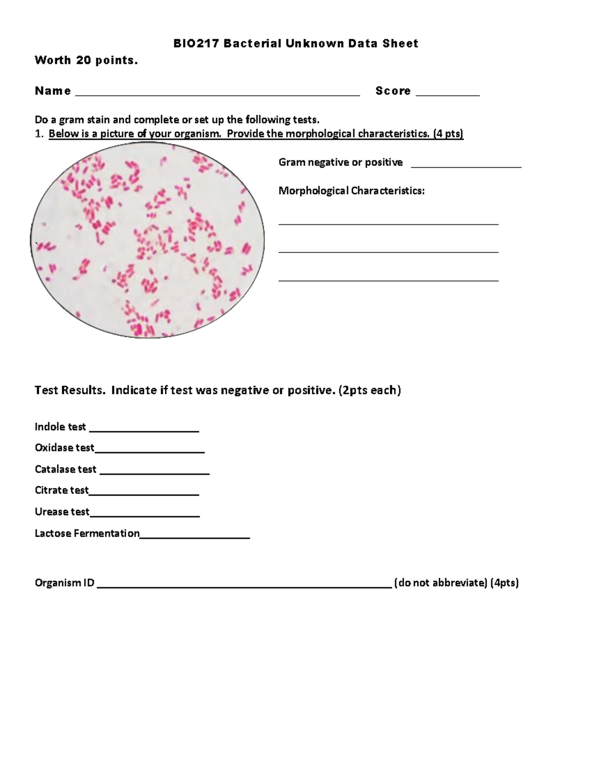 bacteria worksheet - BIO 217 Bacterial Unknown Data Sheet Worth 2 0 ...